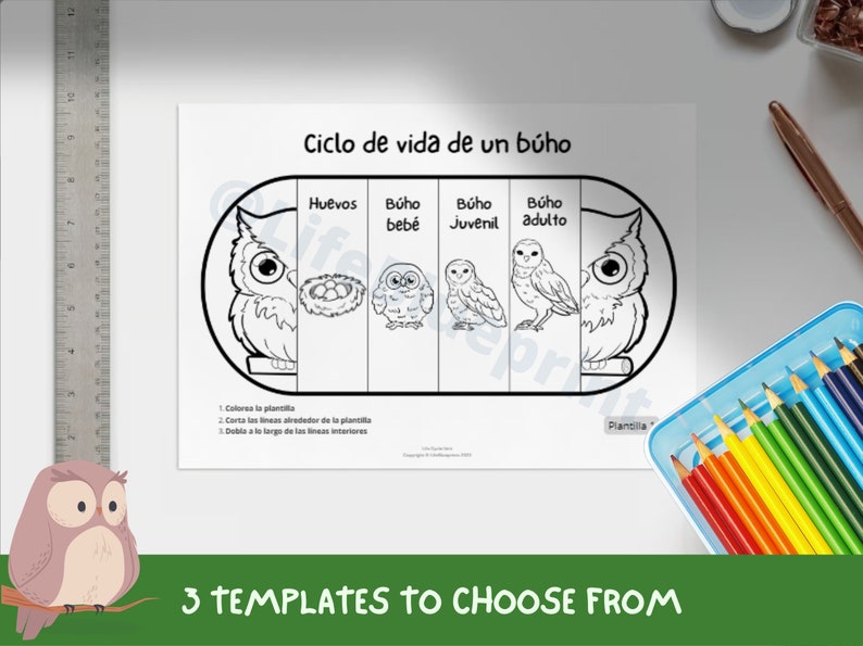 SPANISH Owl Life Cycle Learning Activity for Kids Montessori - Etsy