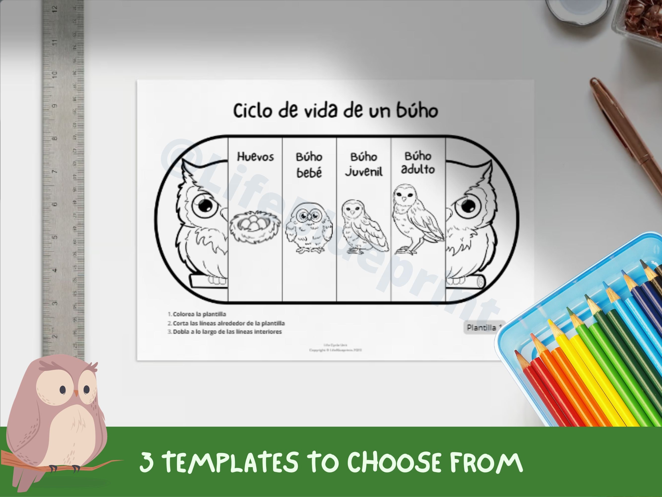 SPANISH Owl Life Cycle Learning Activity for Kids | Montessori Learning ...