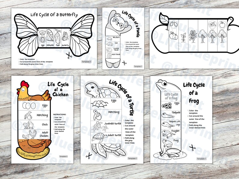 Life Cycle Bundle of 6 Bird Amphibian Mammal Insect - Etsy