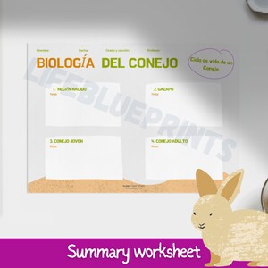 SPANISH Rabbit Life Cycle Foldable Learning Activity for Kids | A4 and ...