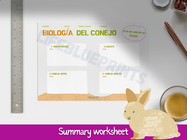 SPANISH Rabbit Life Cycle Foldable Learning Activity for Kids | A4 and ...