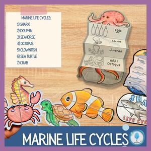 Foldable Life Cycle Bundle of 35 Templates | Discounts With Bundle ...