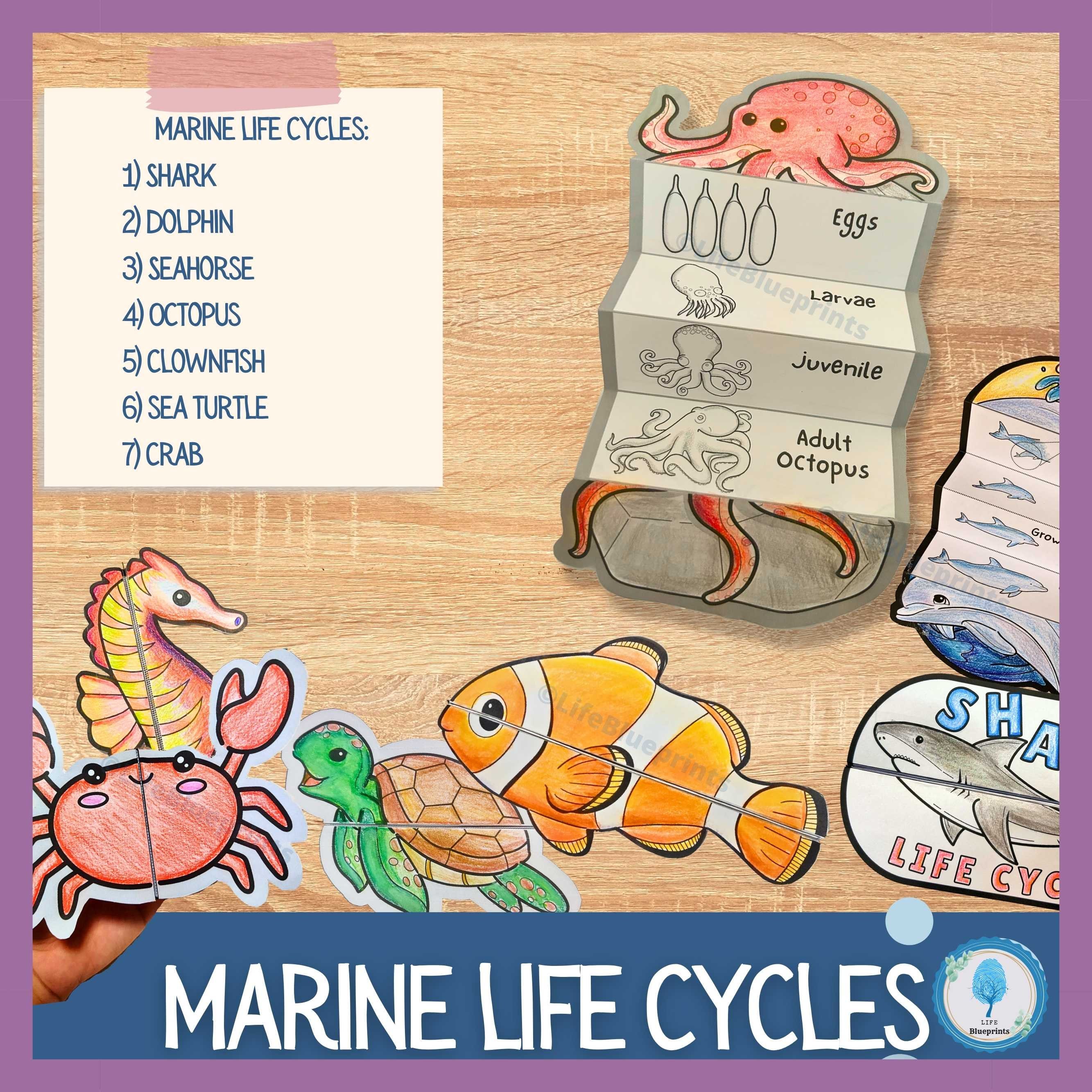Foldable Life Cycle Bundle of 35 Templates Discounts With Bundle ...