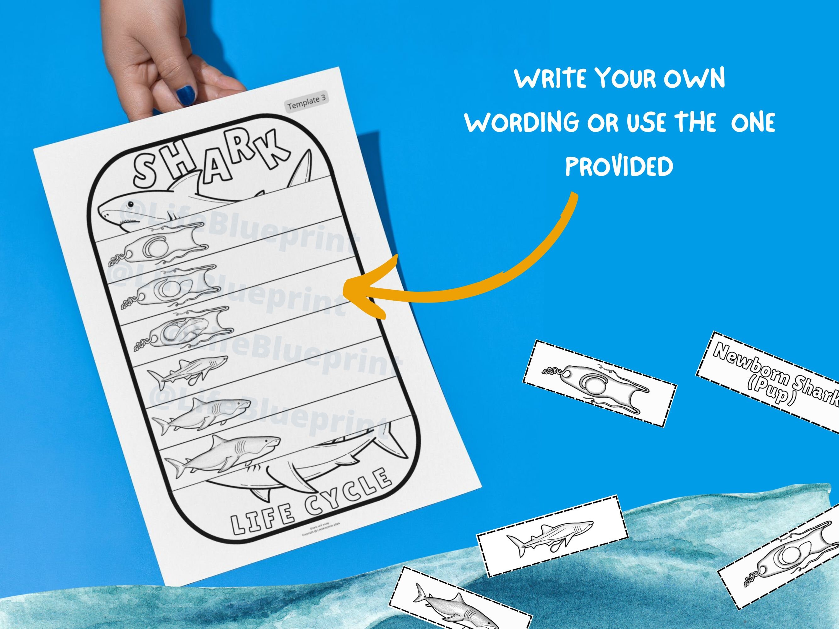 Life Cycle of a Shark Science Activity for Kids Foldable Craft Ocean ...