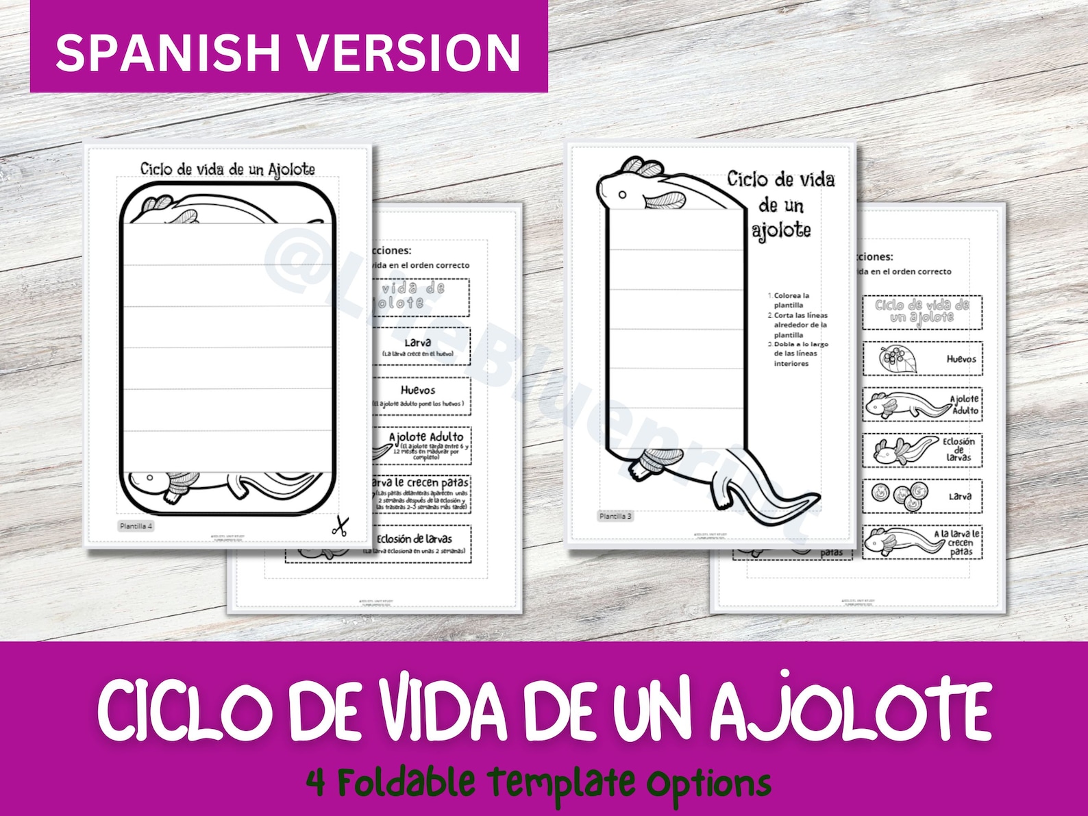 SPANISH Life Cycle of a Axolotl Foldable Life Cycle Craft Digital ...