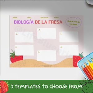 SPANISH Strawberry Life Cycle Foldable Kids' Craft Science Activity ...