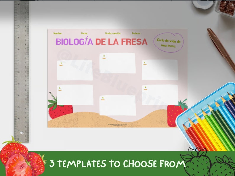 SPANISH Strawberry Life Cycle Foldable Kids' Craft Science Activity ...