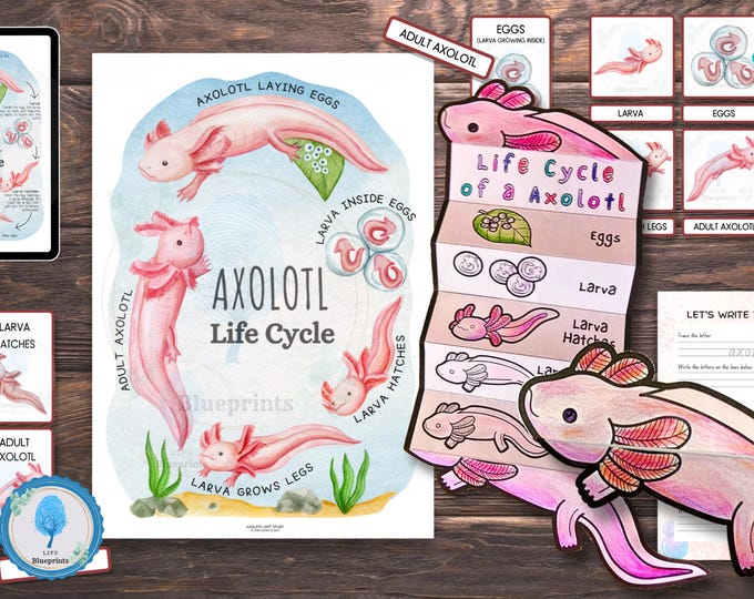 Rabbit Life Cycle Foldable Learning Activity for Kids | A4 and 11x8.5 ...