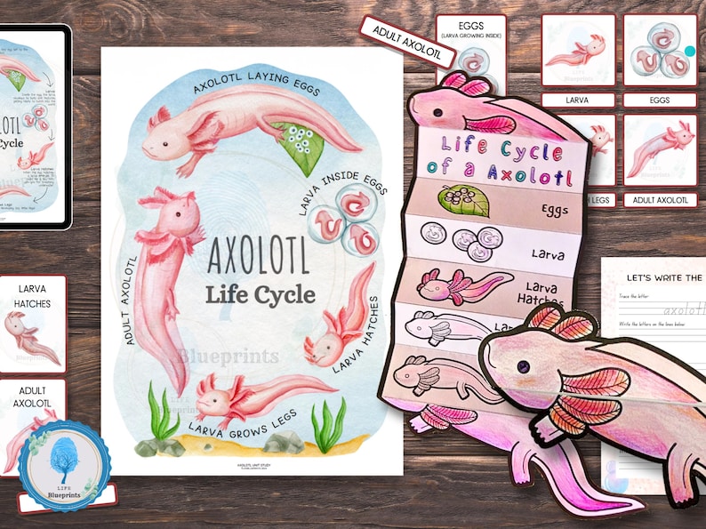 Axolotl Life Cycle Unit Study | Includes Posters, Flashcards ...