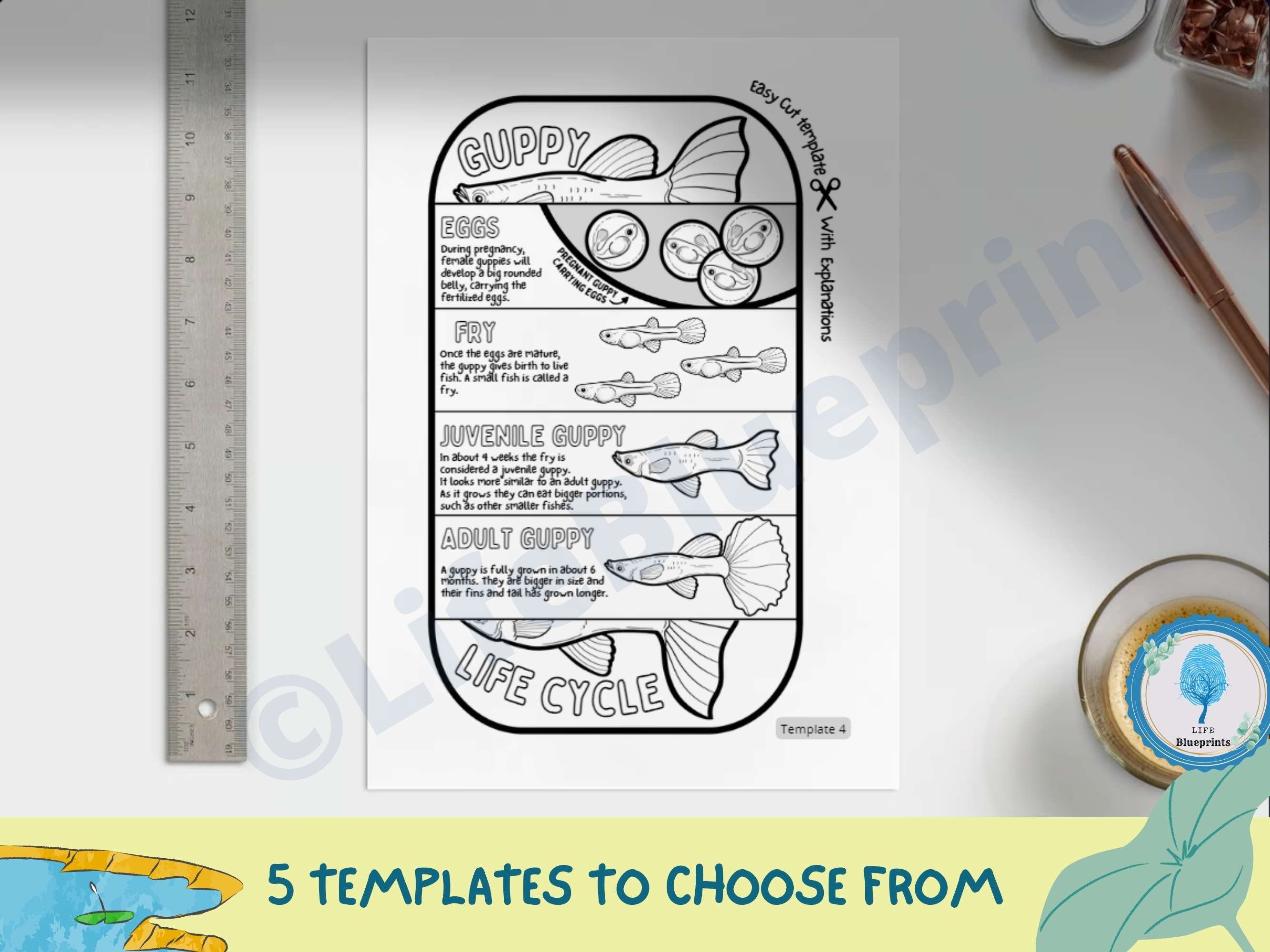 Foldable Guppy Fish Life Cycle Learning Activity for Kids A4 and 11x8.5 ...