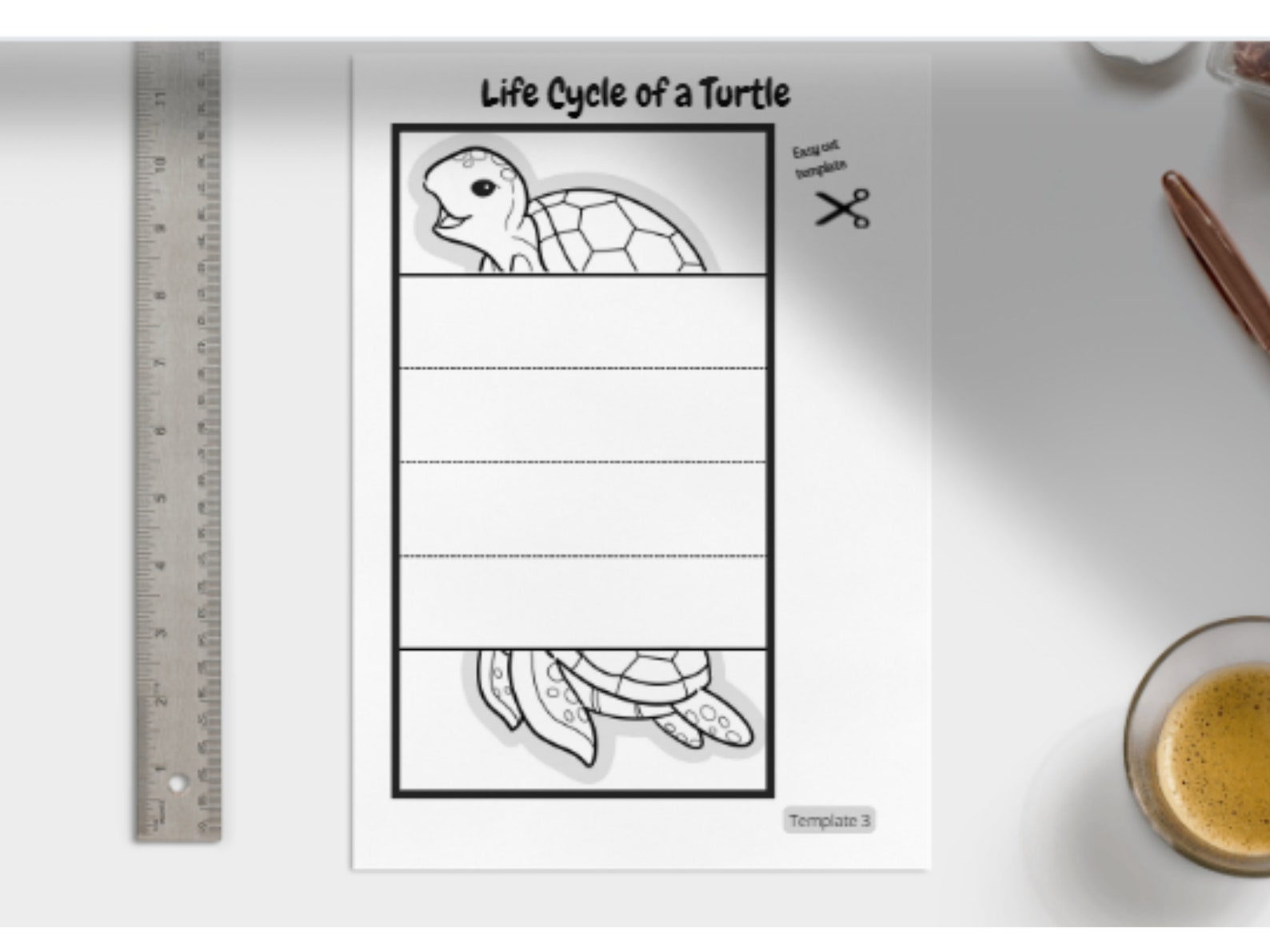 Foldable Turtle Life Cycle Learning Activity for Kids | A4 and 11x8.5 ...