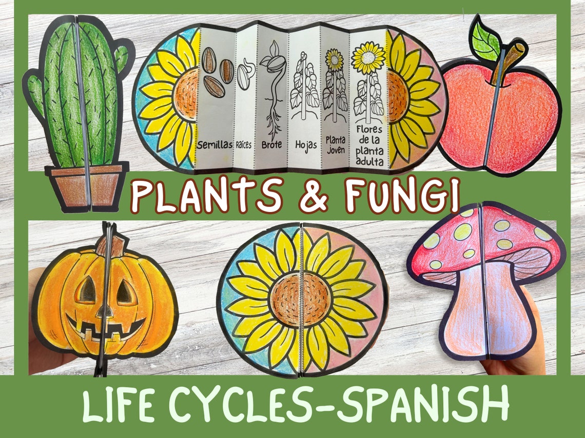 SPANISH Life Cycle of Plants & Fungi Bundle of 6 Mushroom - Etsy