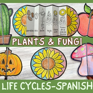 SPANISH Life Cycle of Plants & Fungi Bundle of 6 | Mushroom, Fruits ...