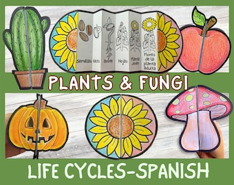Life Cycle of a Watermelon Plant Foldable Kids' Craft A4 and 11x8.5 ...