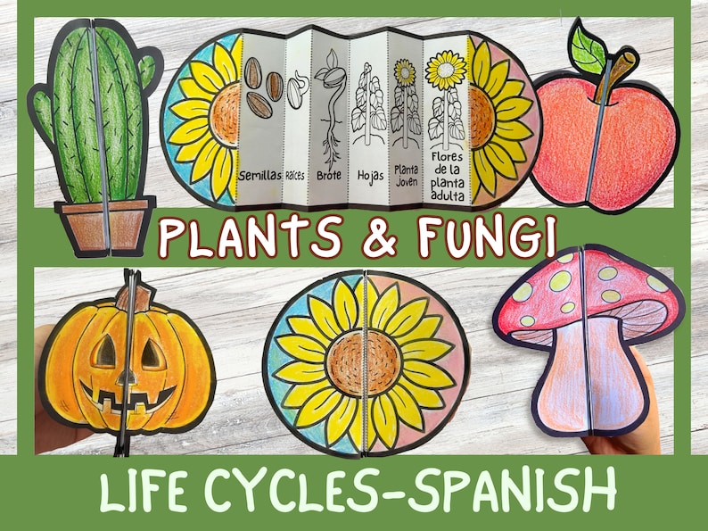 SPANISH Life Cycle of Plants & Fungi Bundle of 6 Mushroom, Fruits ...