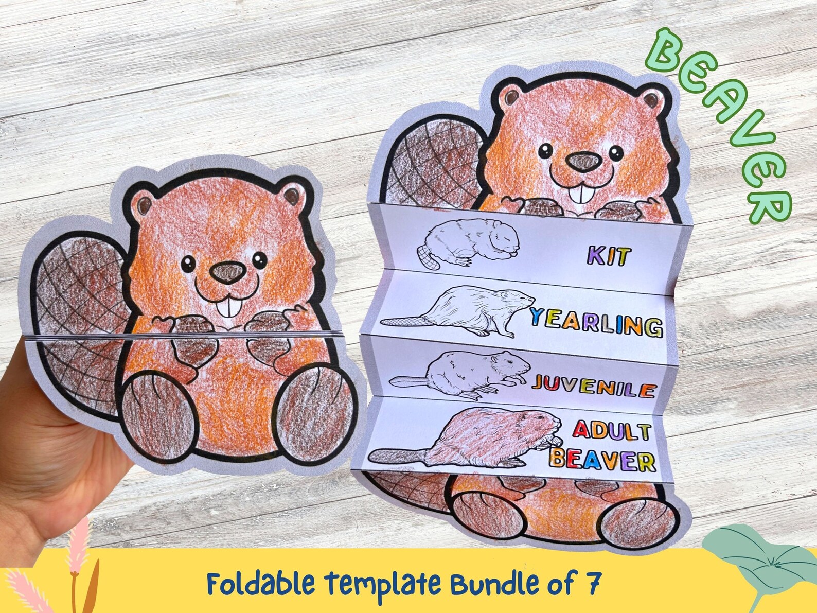 POND BIOME Life Cycle Bundle of 7 Templates Discounts With Bundle ...