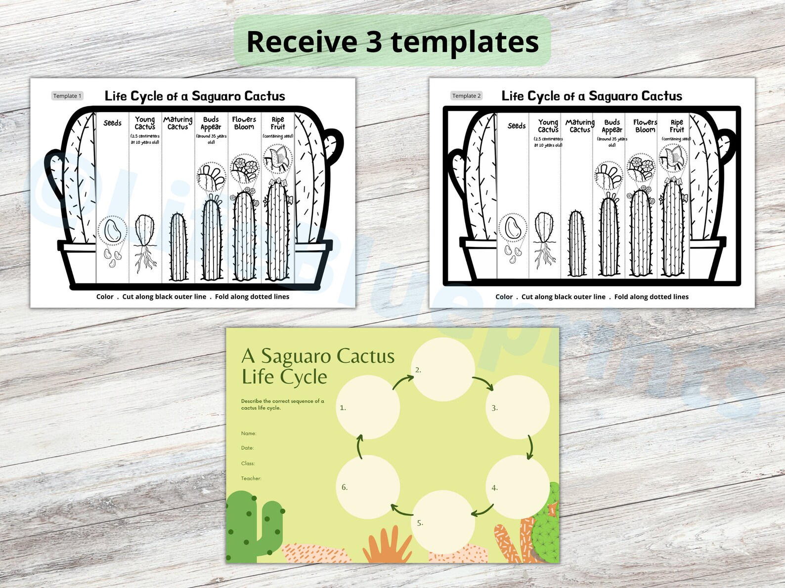 Cactus Life Cycle Learning Activity for Kids A4 and 11x8.5 Inch Digital ...