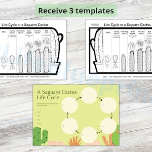 Cactus Life Cycle Learning Activity for Kids A4 and 11x8.5 Inch Digital ...