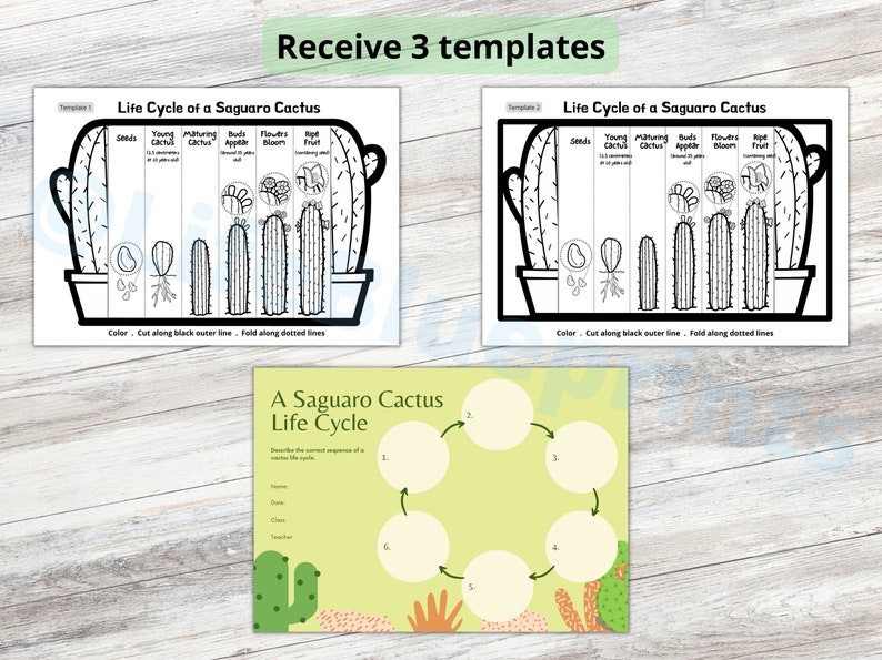 Cactus Life Cycle Learning Activity for Kids A4 and 11x8.5 - Etsy Singapore