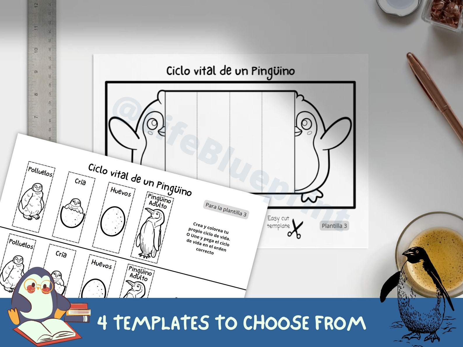 SPANISH Life Cycle of Penguin Foldable Life Cycle Craft Digital ...