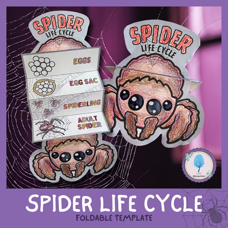 Life Cycle of a Spider Science Activity for Kids | Foldable Craft ...