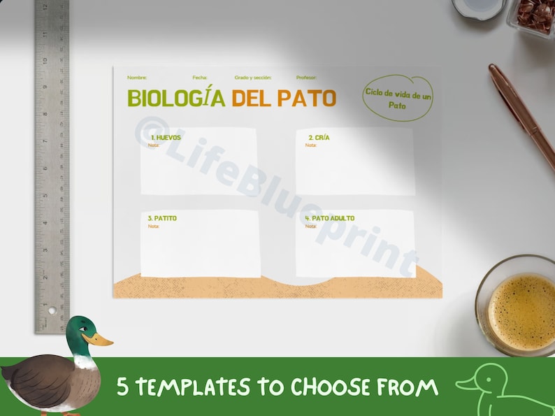 SPANISH Life Cycle of a Duck | Foldable Life Cycle Craft | Science ...