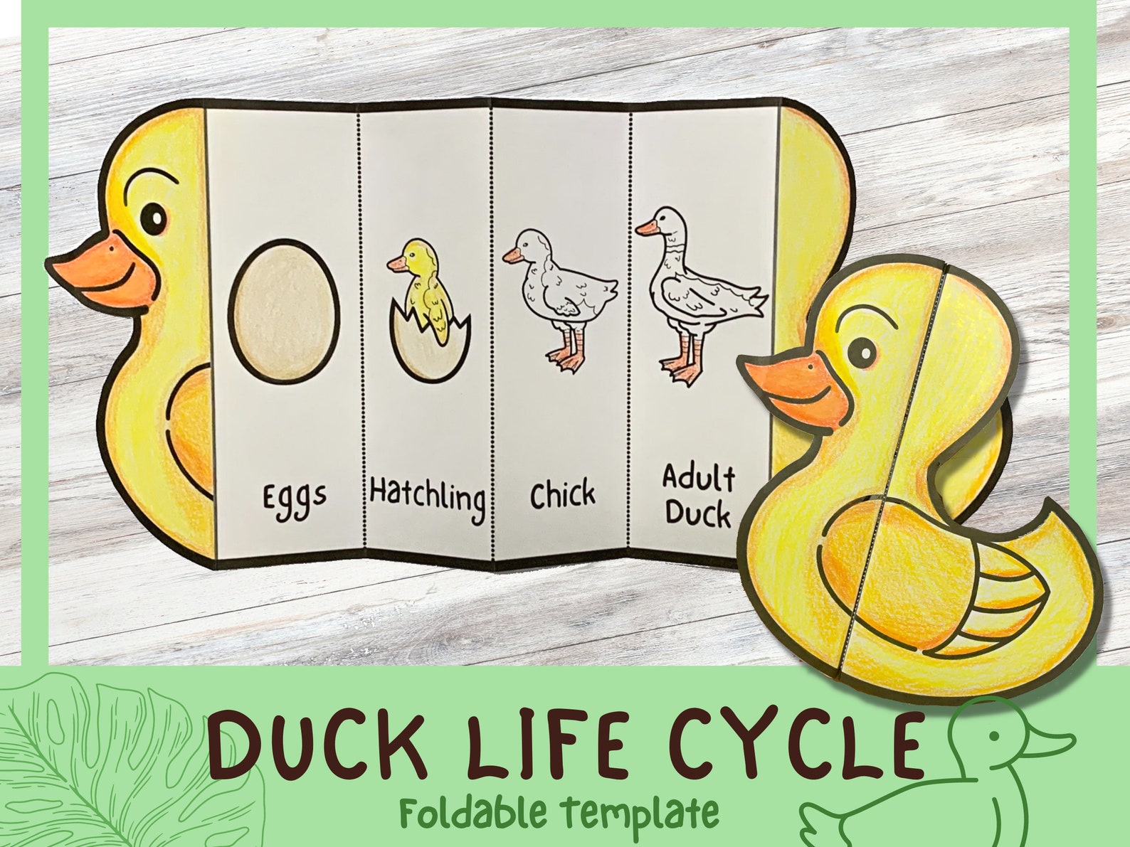 Foldable Duck Life Cycle Learning Activity for Kids A4 and 11x8.5 Inch ...