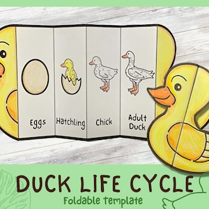 Foldable Duck Life Cycle Learning Activity for Kids A4 and 11x8.5 Inch ...