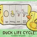Foldable Duck Life Cycle Learning Activity for Kids A4 and 11x8.5 Inch ...