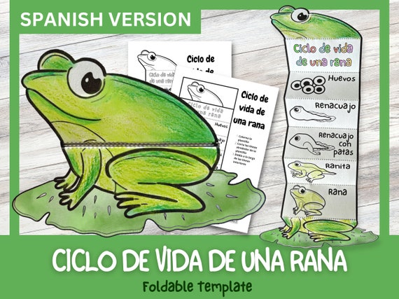 Hoja De Trabajo Sobre El Ciclo De Vida De La Rana Para Preescolar