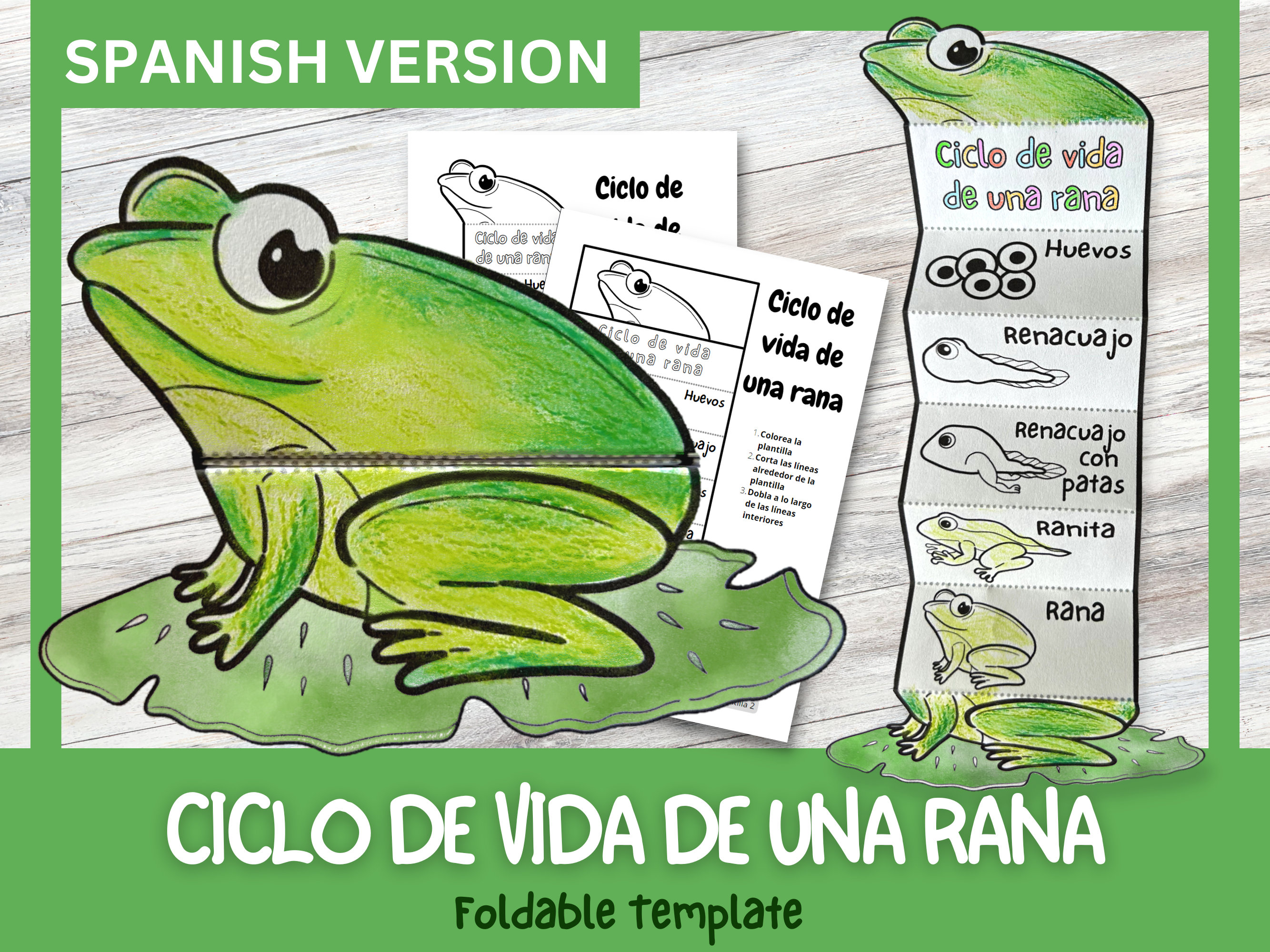 Ciclo De Vida De Una Rana Para Preescolar Metamorfosis De La Rana