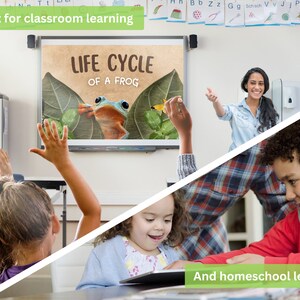 Frog Life Cycle Unit Study Poster, Flashcards, Lesson Plan Nature Study ...