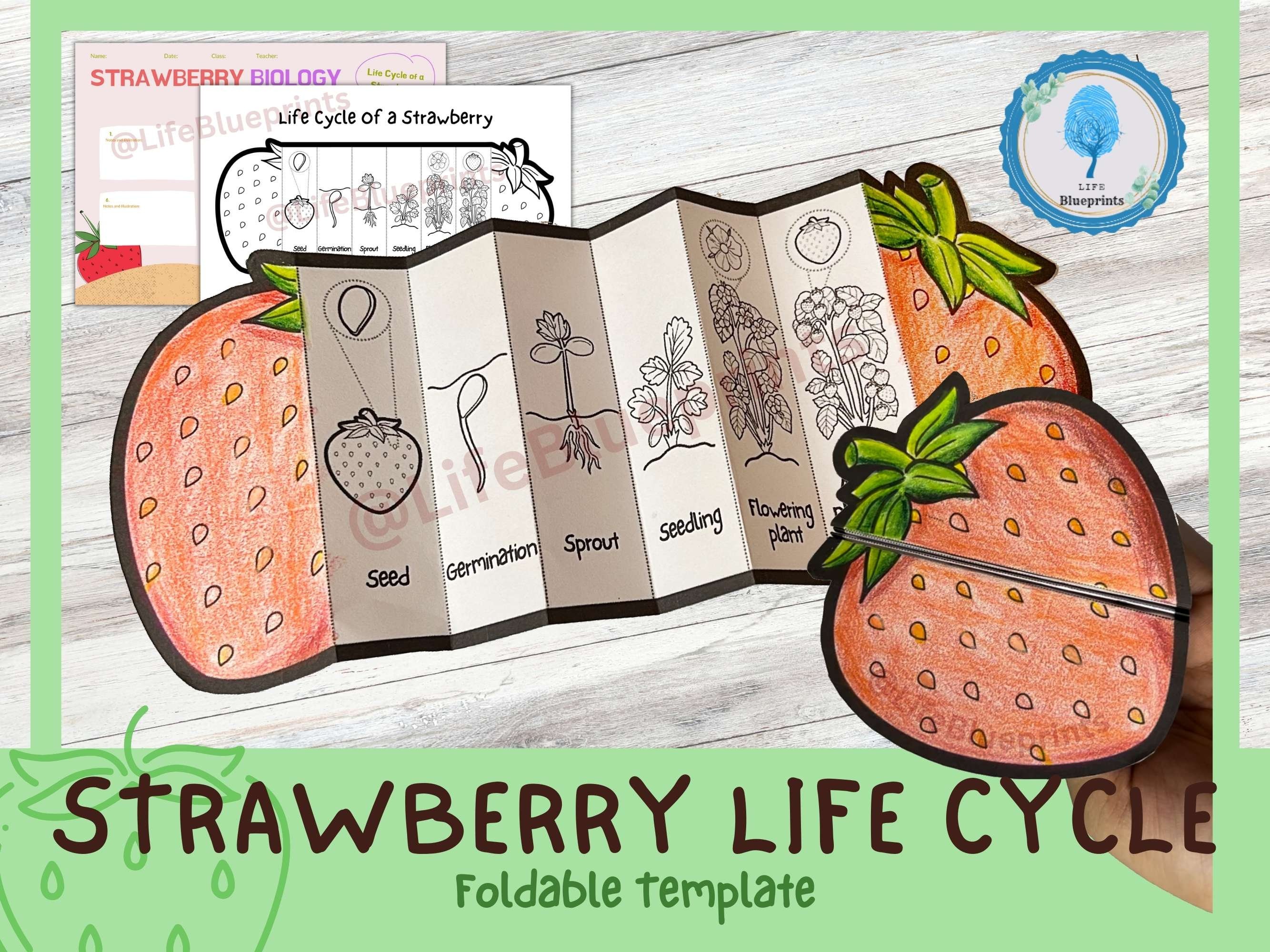 Foldable Strawberry Life Cycle Learning Activity for Kids | A4 and 11x8 ...