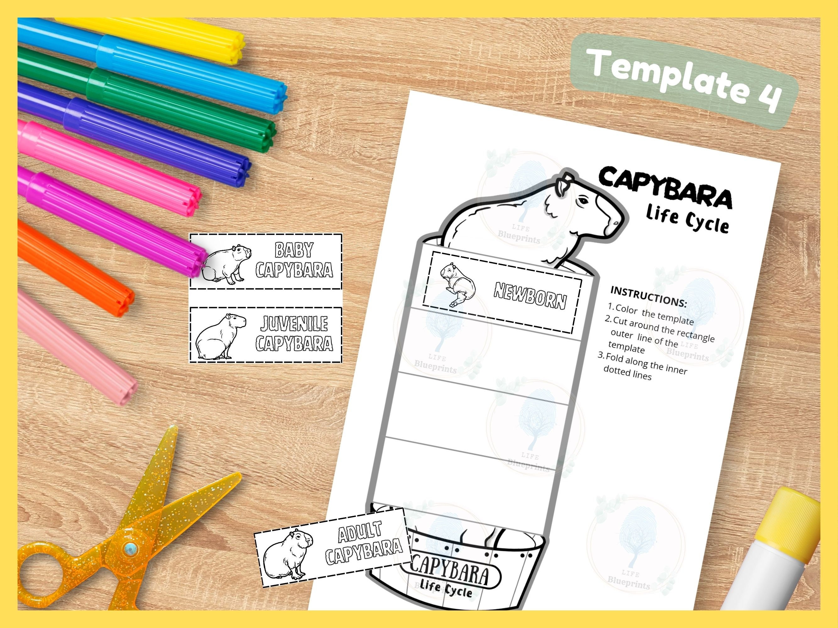 Capybara Life Cycle Learning Activity for Kids A4 and 11x8.5 Inch ...