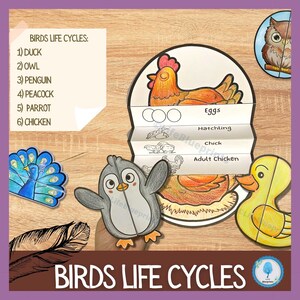 Foldable Life Cycle Bundle of 35 Templates | Discounts With Bundle ...