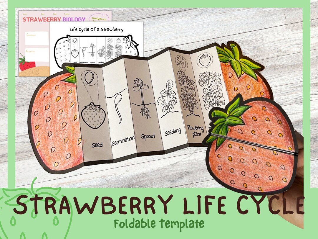 Foldable Strawberry Life Cycle Learning Activity for Kids A4 and 11x8.5 ...