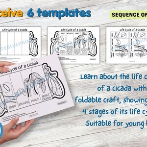 Foldable Cicada Life Cycle Learning Activity for Kids | A4 and 11x8.5 ...