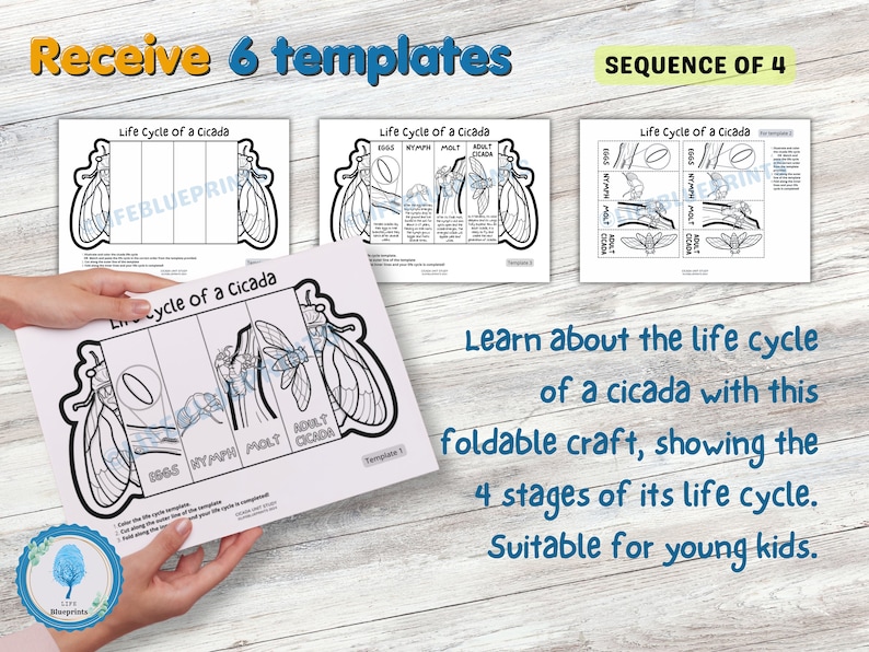 Foldable Cicada Life Cycle Learning Activity for Kids A4 and 11x8.5 ...
