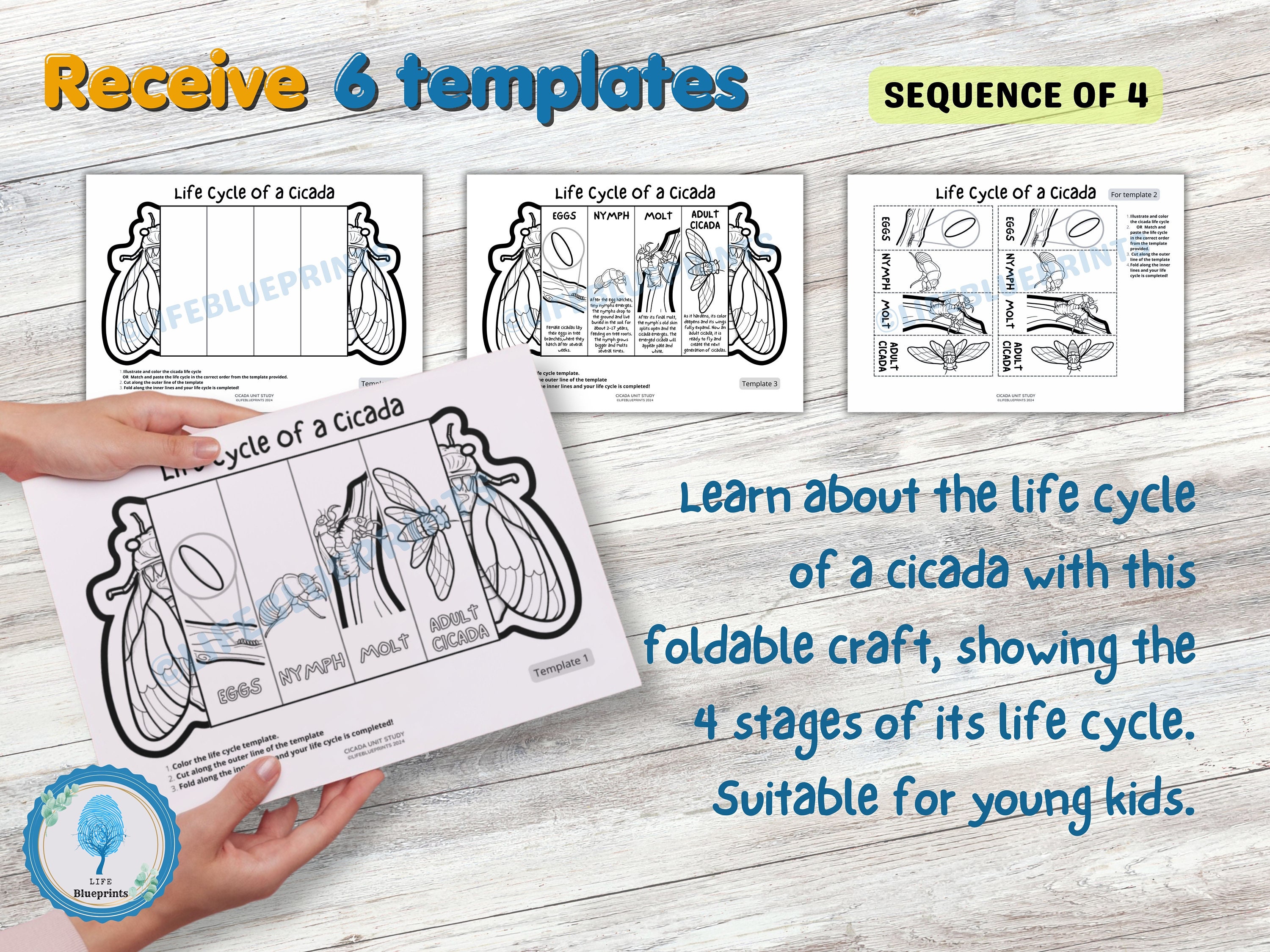Foldable Cicada Life Cycle Learning Activity for Kids | A4 and 11x8.5 ...
