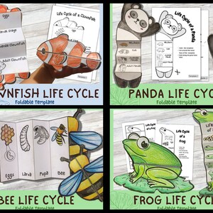 Foldable Life Cycle Bundle of 20 Templates Discounts With Bundle ...
