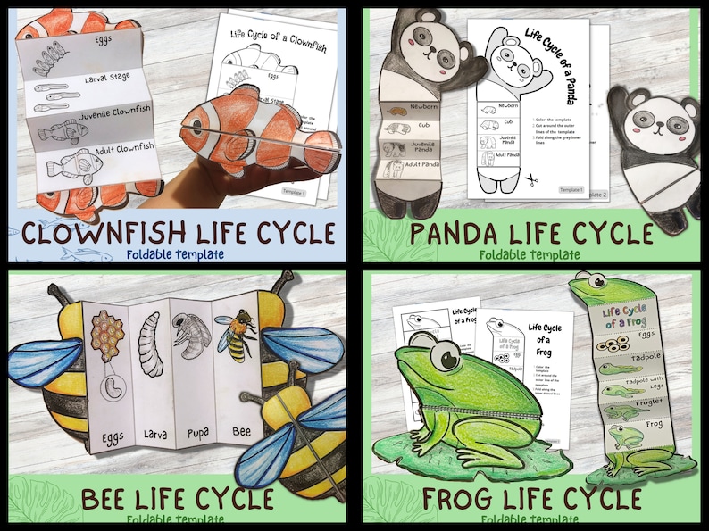 Foldable Life Cycle Bundle of 20 Templates Discounts With - Etsy