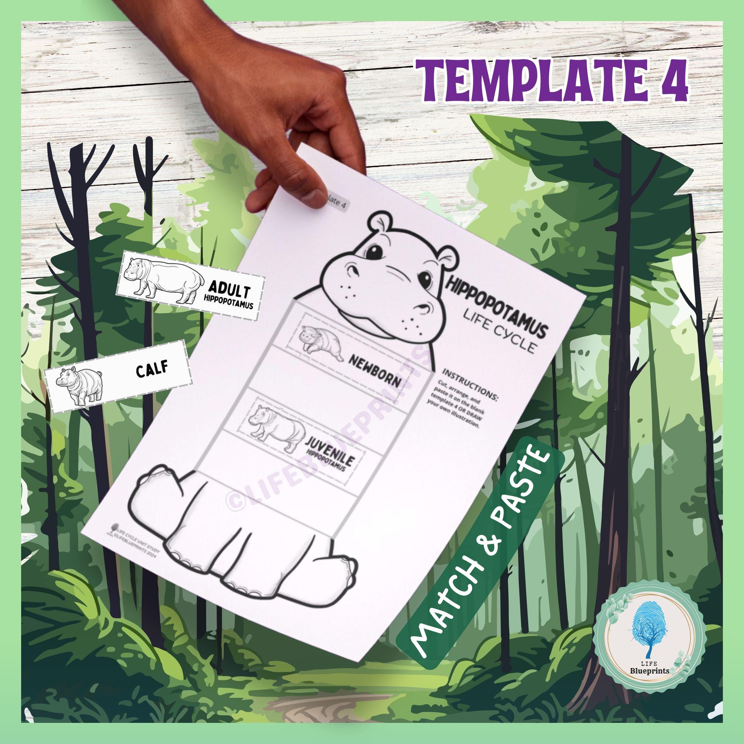 Hippopotamus Life Cycle Science Activity for Kids | Foldable Craft ...