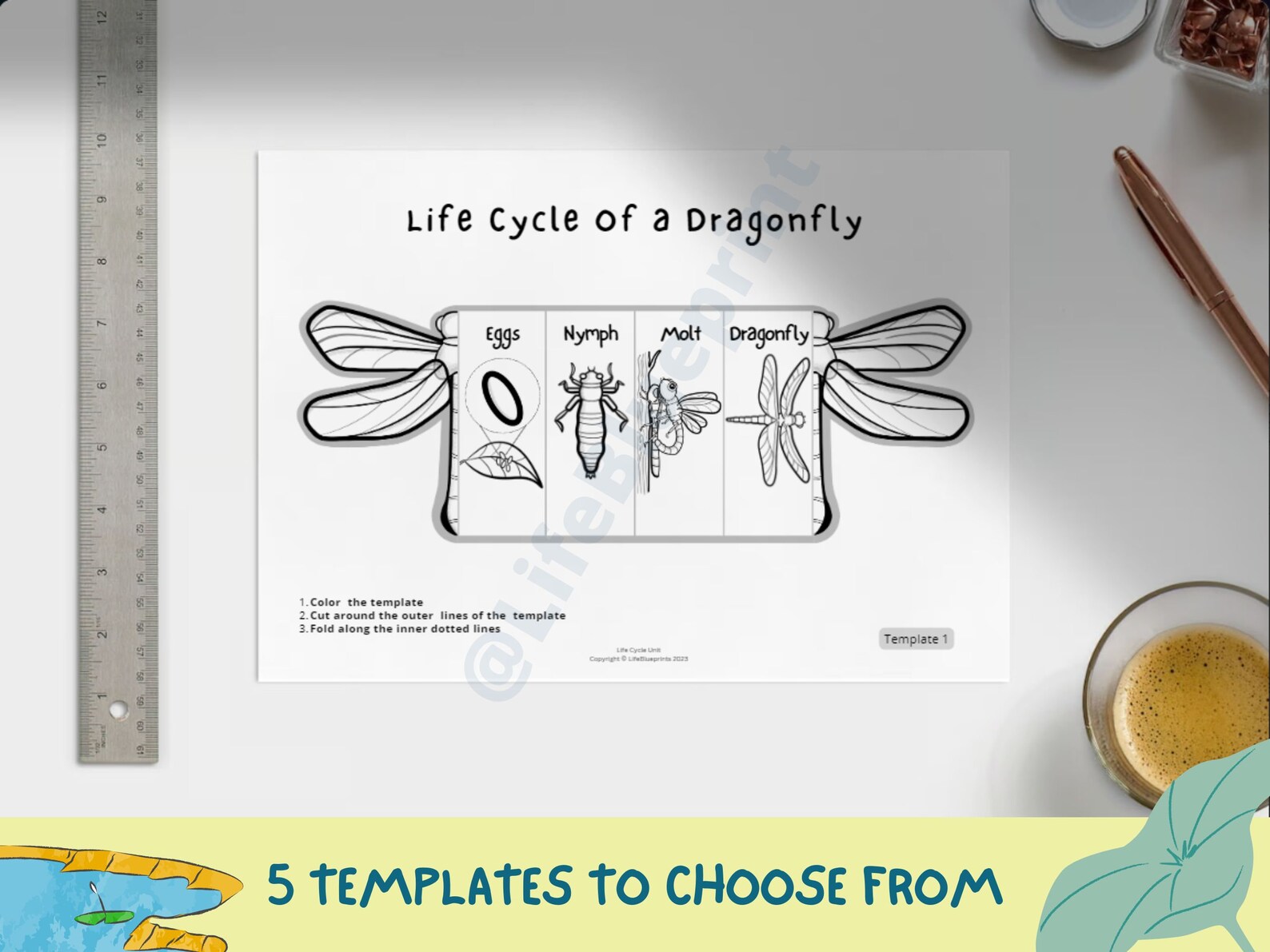 Foldable Dragonfly Life Cycle Learning Activity for Kids A4 and 11x8.5 ...