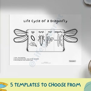 Foldable Dragonfly Life Cycle Learning Activity for Kids A4 and 11x8.5 ...