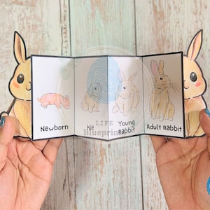 Rabbit Life Cycle Foldable Learning Activity for Kids | A4 and 11x8.5 ...