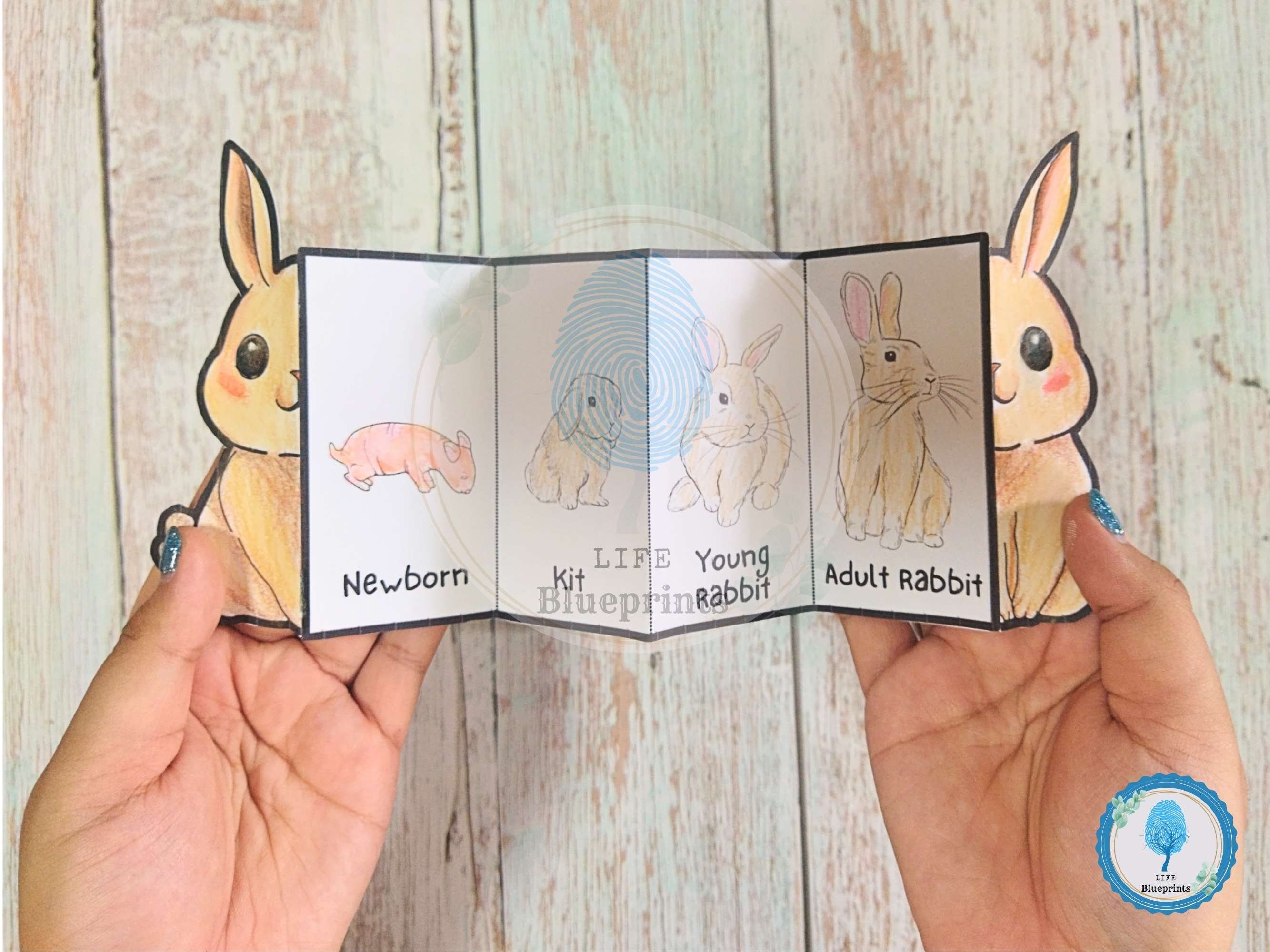 Rabbit Life Cycle Foldable Learning Activity for Kids | A4 and 11x8.5 ...