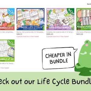 SPANISH Dolphin Life Cycle Learning Activity for Kids | A4 and 11x8.5 ...