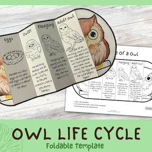 Foldable Owl Life Cycle Learning Activity for Kids A4 and 11x8.5 Inch ...