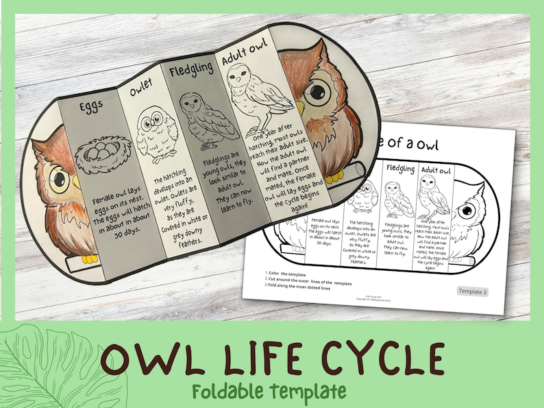 Foldable Owl Life Cycle Learning Activity for Kids A4 and 11x8.5 Inch ...