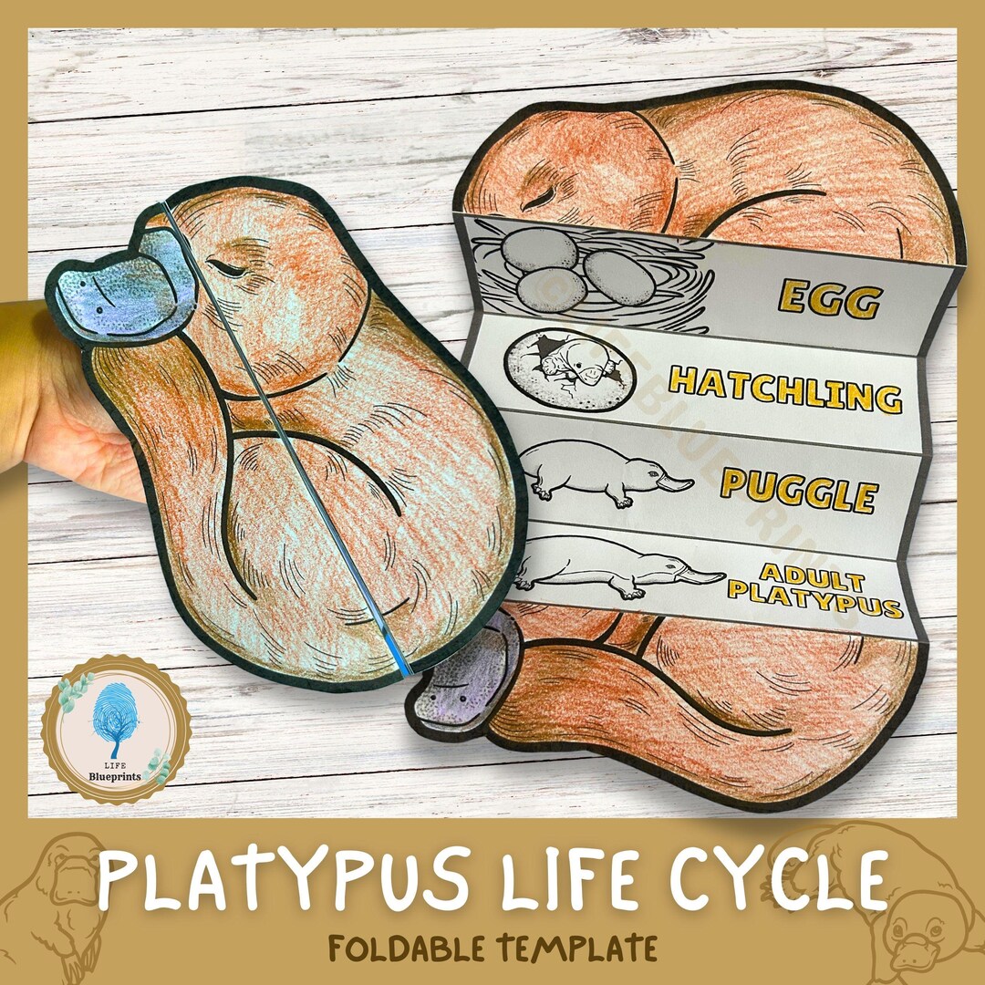Platypus Life Cycle Science Activity for Kids | Foldable Craft ...